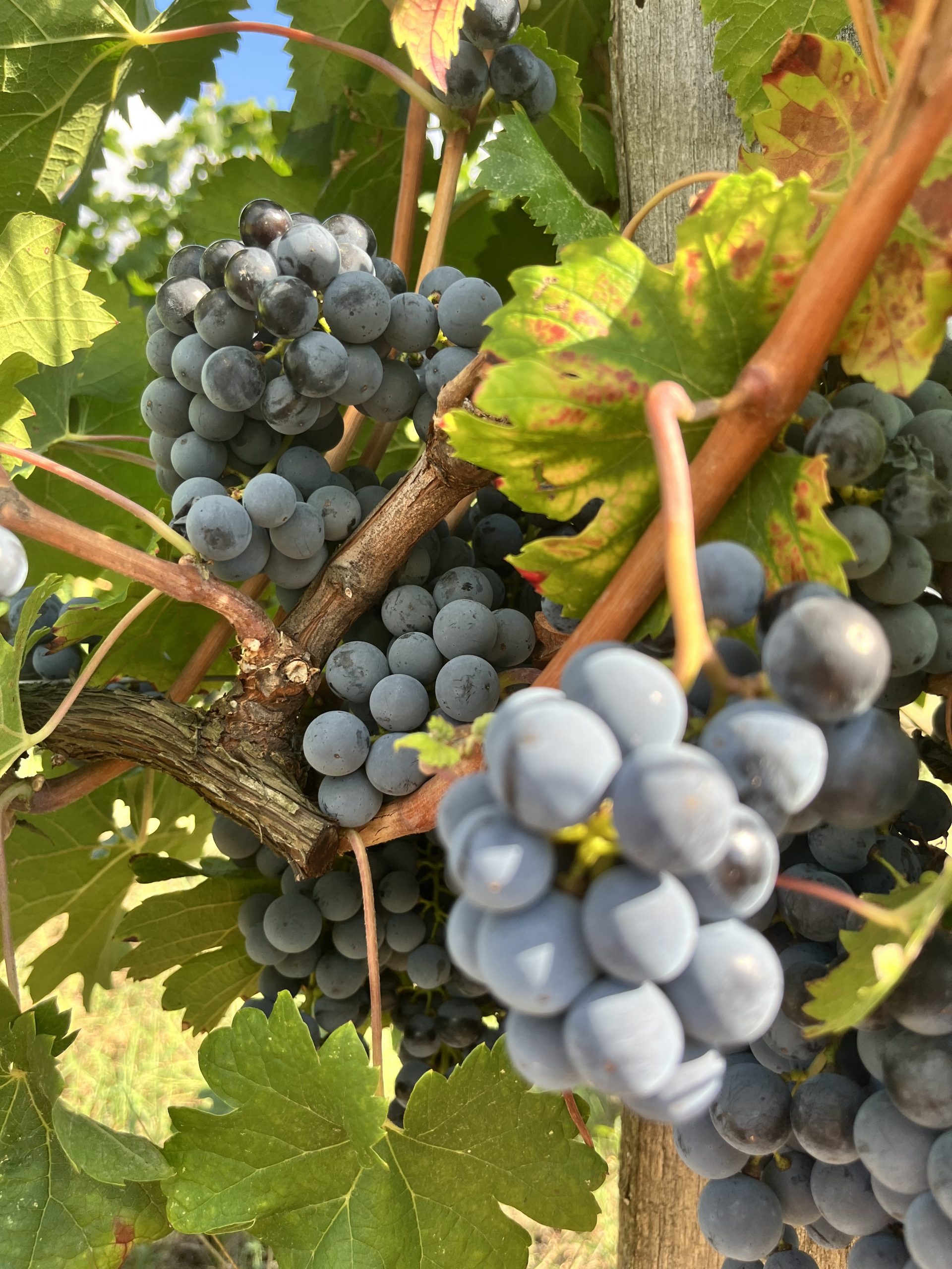 Our Wines - Château Saint-Fort de Lisse